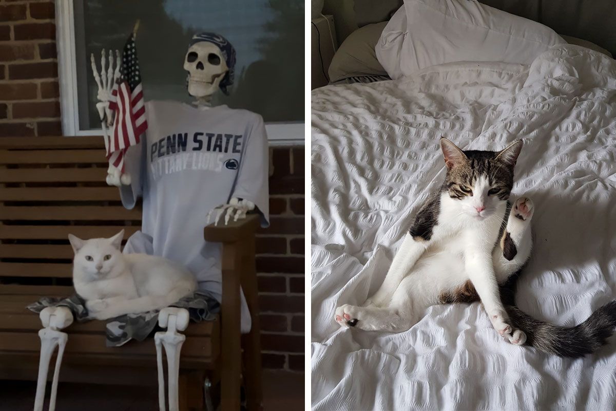 50 Hilariously Wholesome “My House, Not My Cat”…