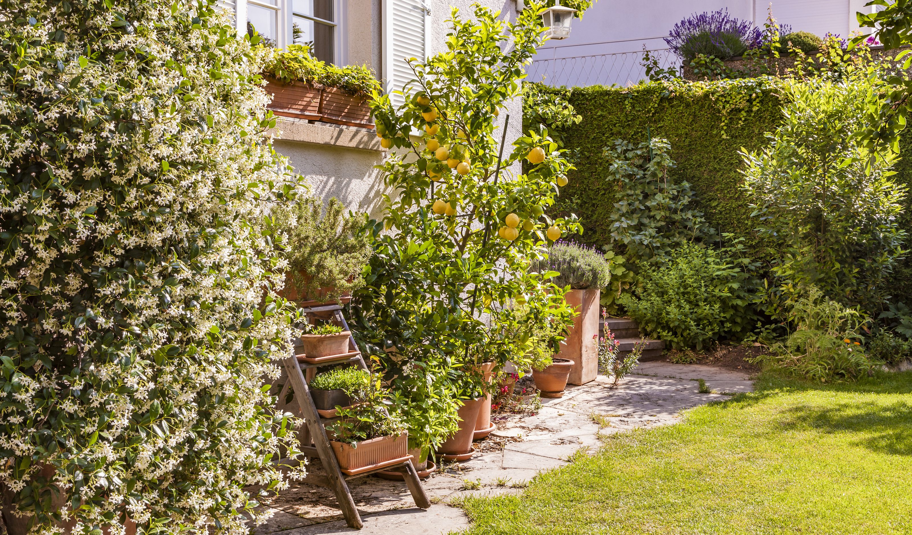 8 Easy Fruit Trees That Literally Anyone Can Grow