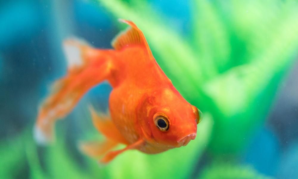 The pet I’ll never forget: Charlotte, the goldfish who…