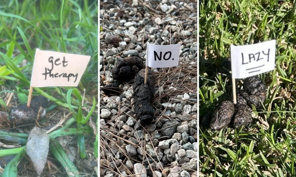 Crime and poo-nishment: flags planted in dog feces…
