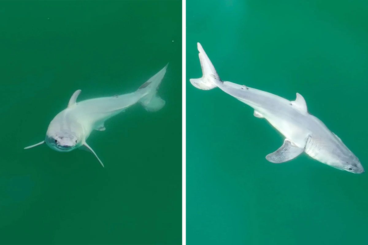 “Monumental” Footage Shows Great White Shark Pup…