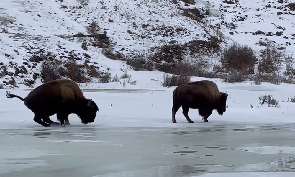 Yellowstone bison loses footing on ice and many of us…