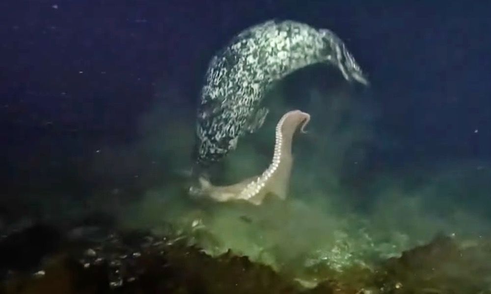 Watch: Diver witnesses ’rare and exciting’ seal attack…
