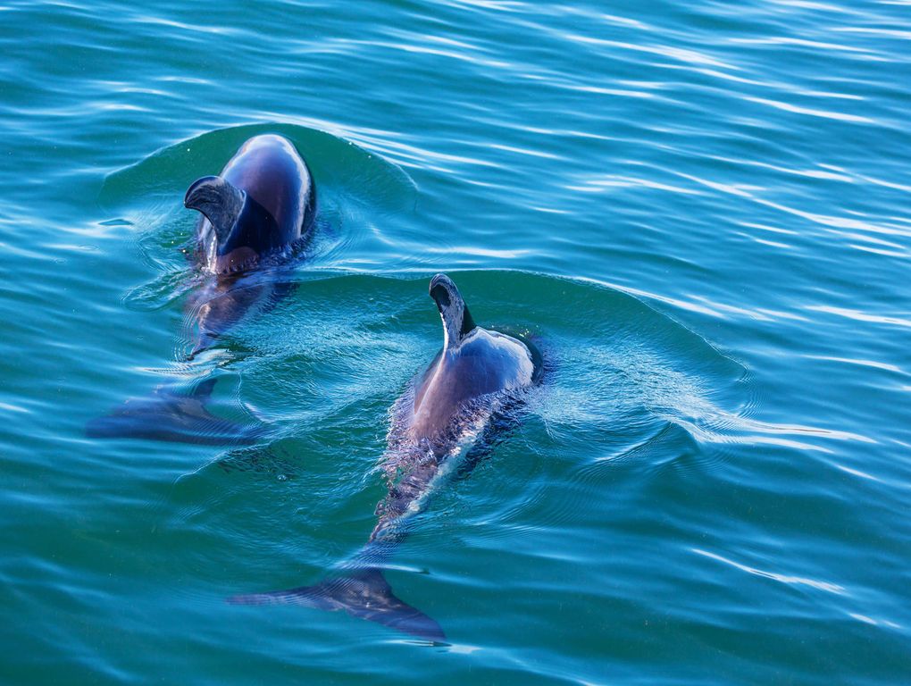 The optical illusion that reveals how dirty your mind…