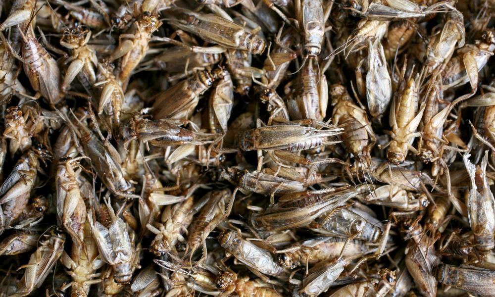 Yes, it is cricket: Italy gives go-ahead to insect…