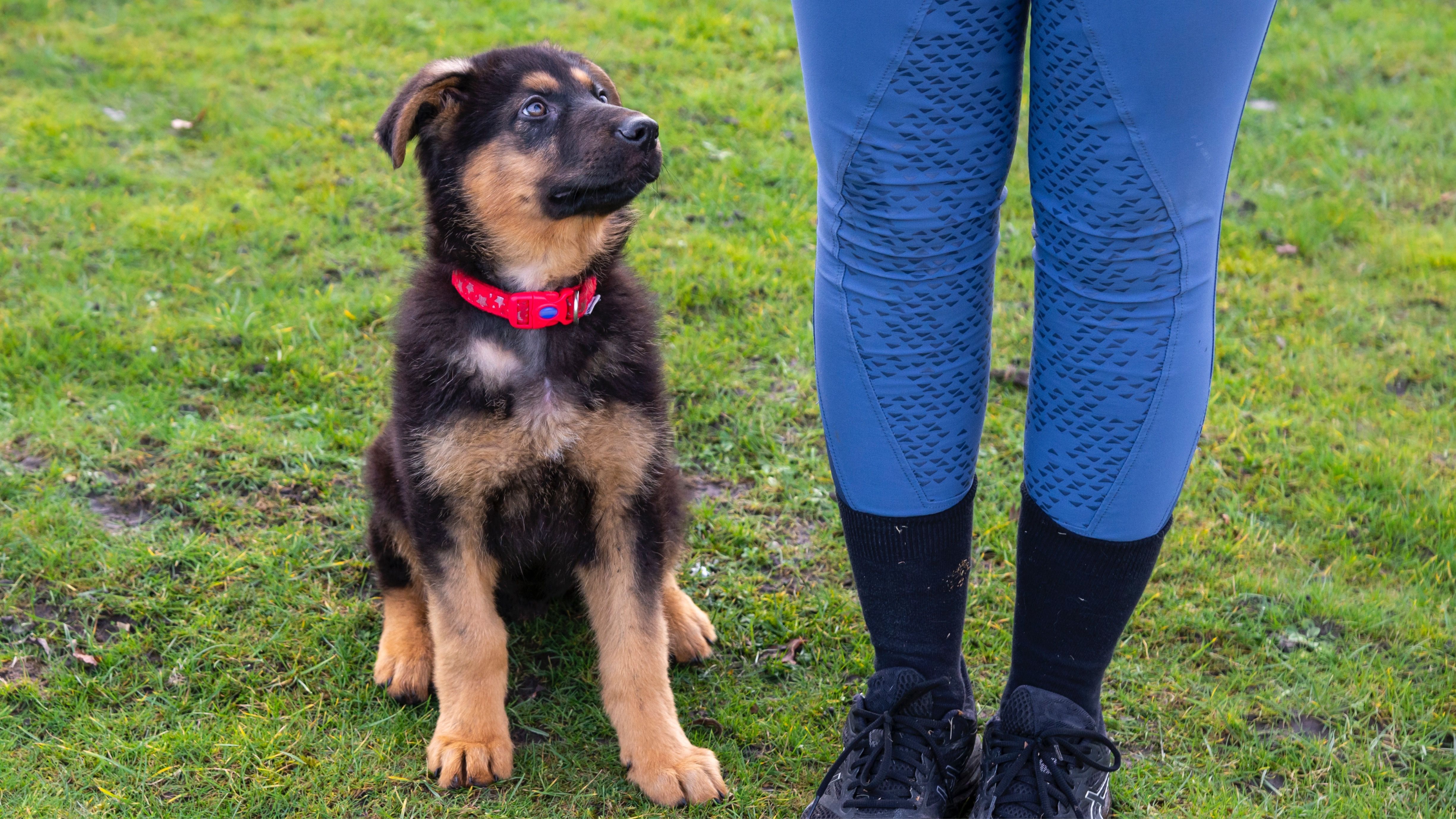 This is how to teach your dog to offer a ‘sit’…