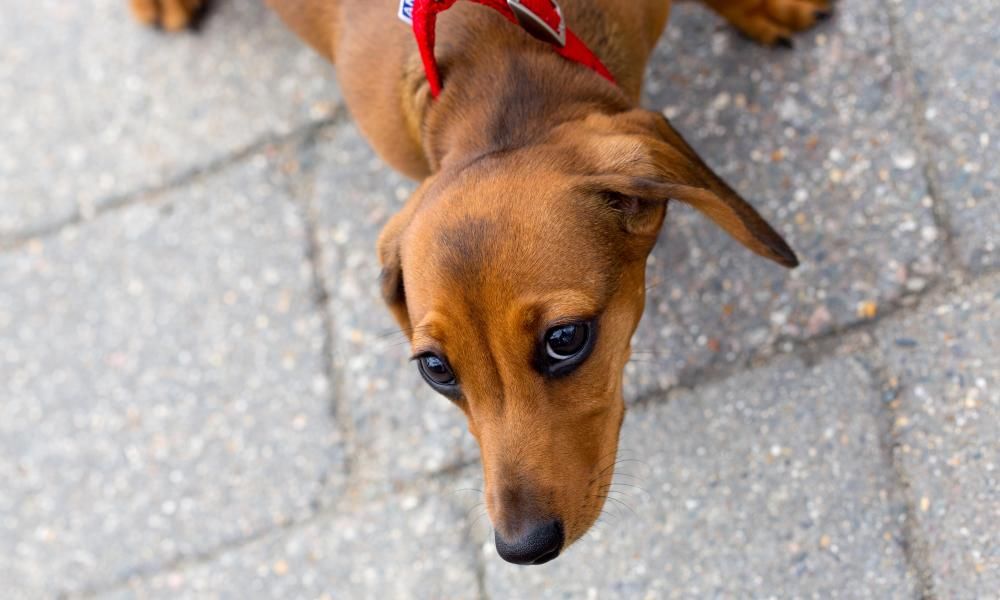 Small, long-nosed dog breeds live longer, study reveals