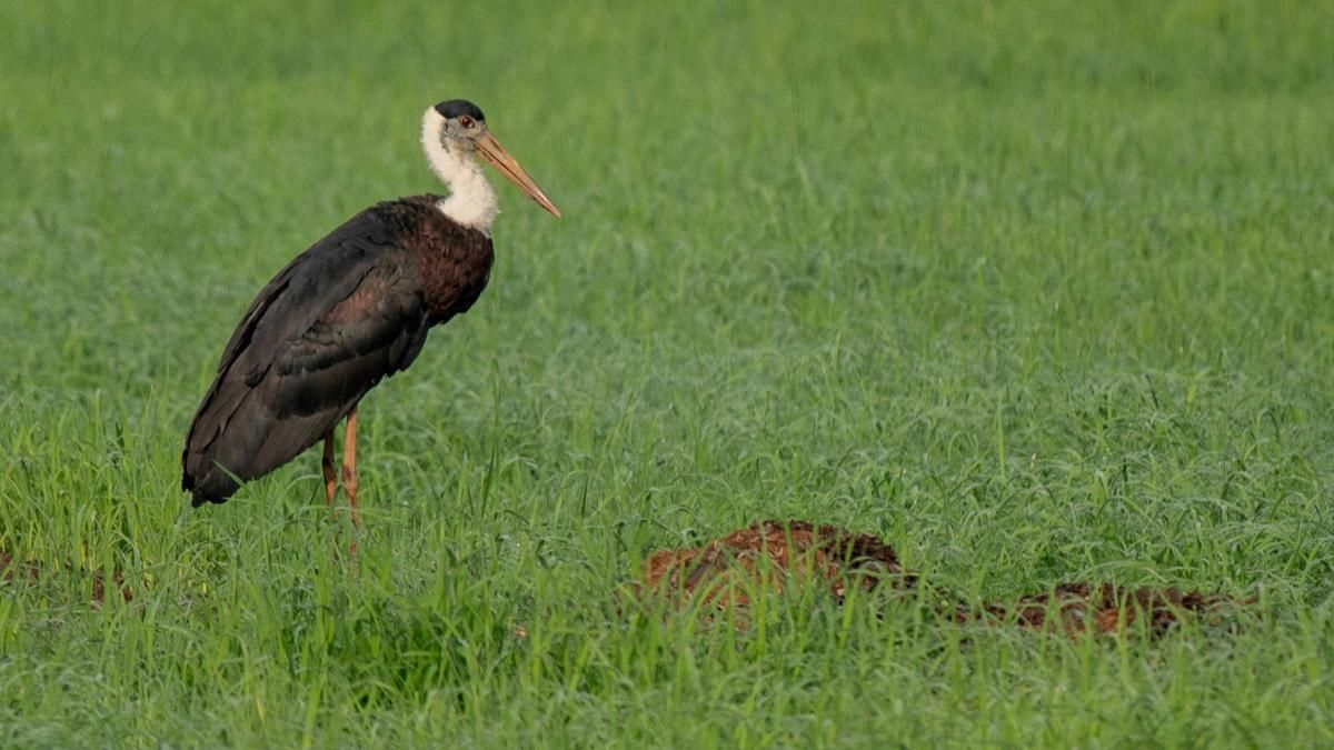 Asian Waterbird Census records 11,470 birds of 83…