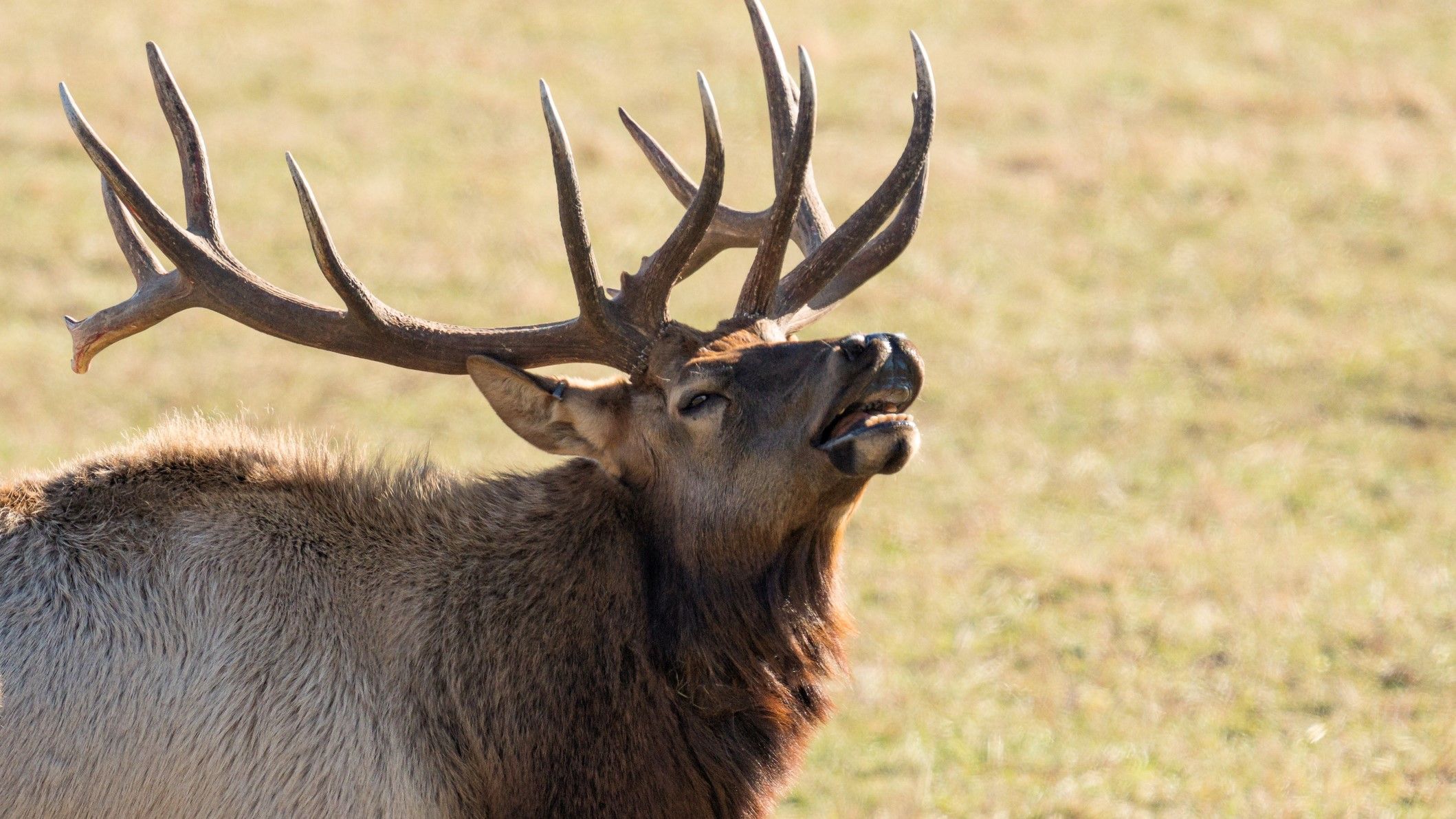 Diners try to take close-up photos of elk outside…