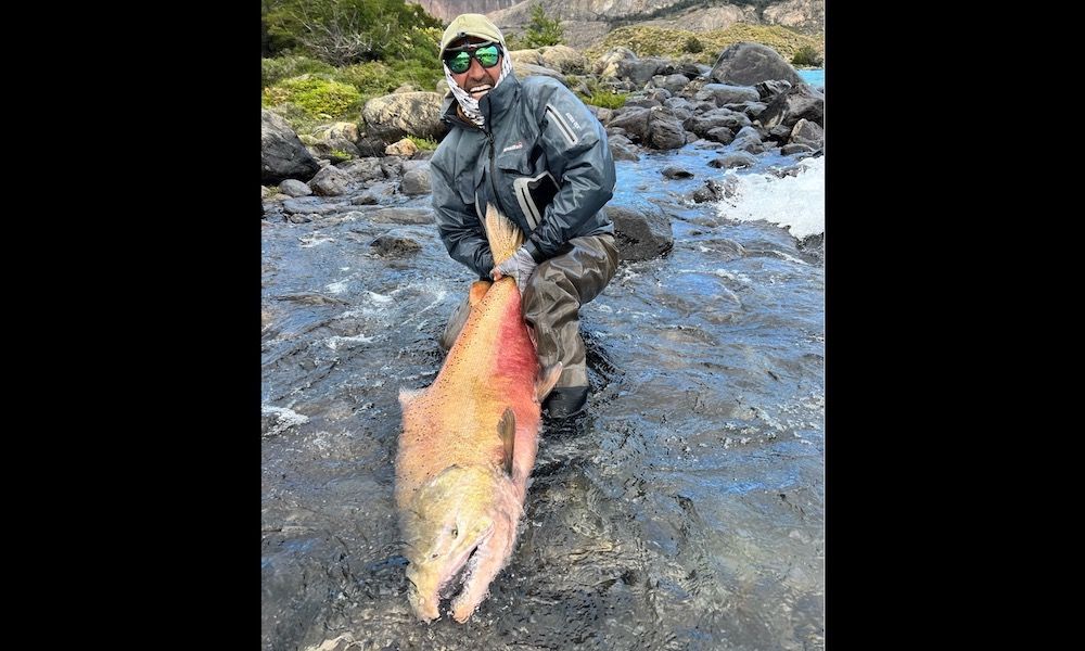 ‘Absolute beast’ of a king salmon landed from shore in…