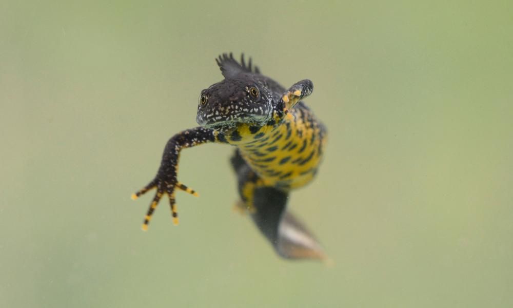 Specieswatch: Great crested newts wait to spring forth…