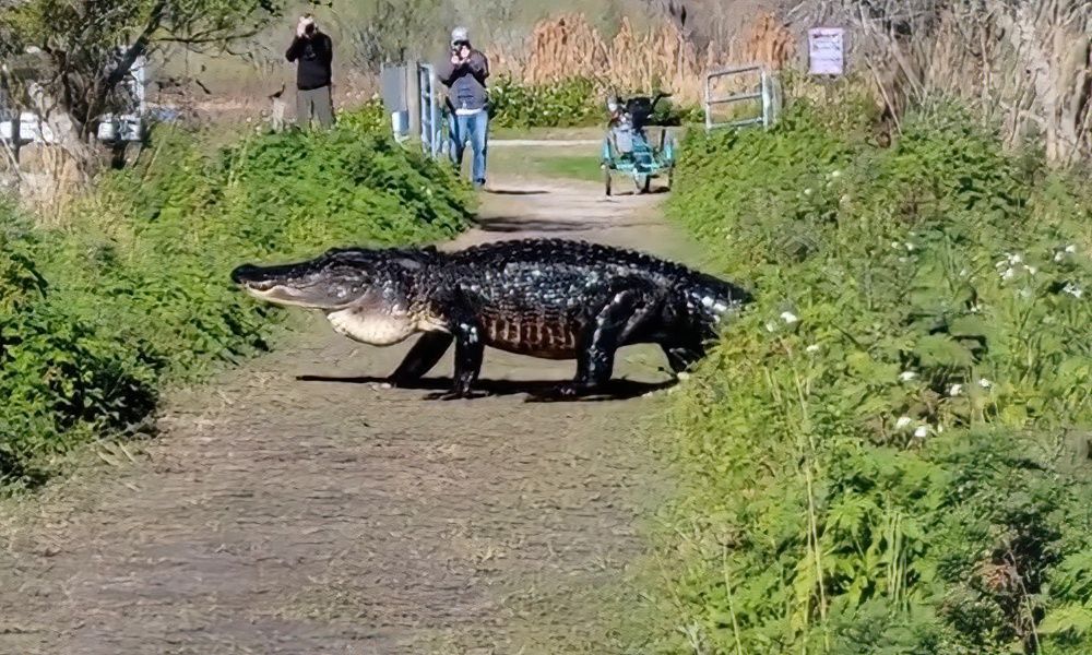 Giant ‘infamous’ gator spotted on the move in Florida;…