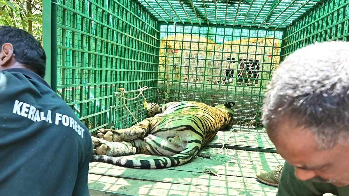 Tiger found entangled in wire fence at private farm in…