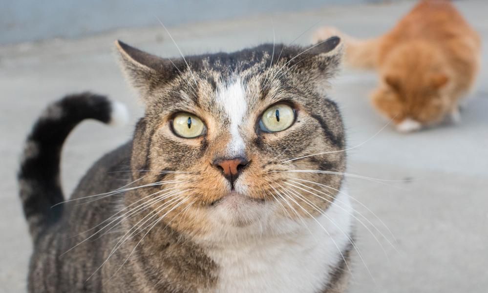 Oregon resident caught the bubonic plague from their…