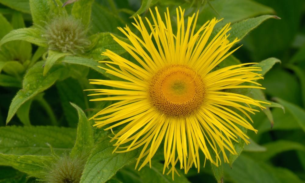 Plant of the week: Inula hookeri