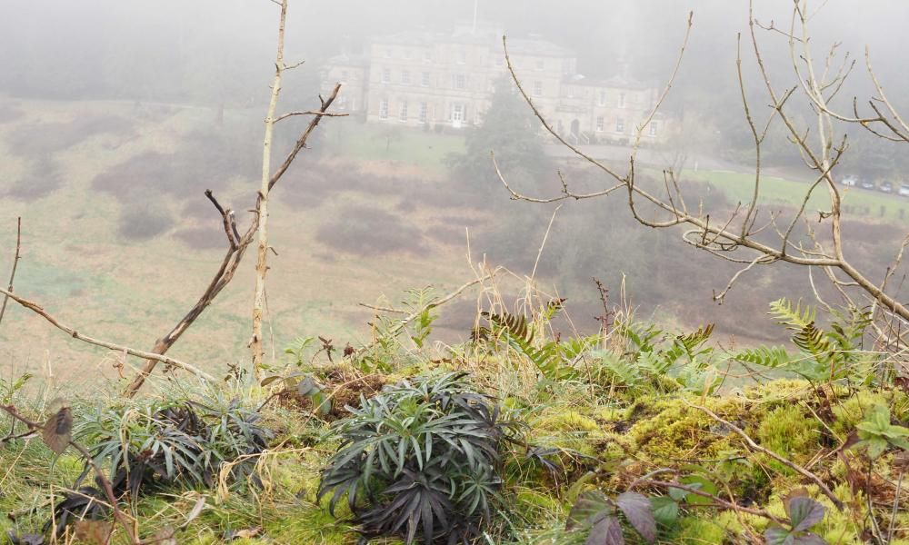 Country diary: A rare plant with a sense of the…