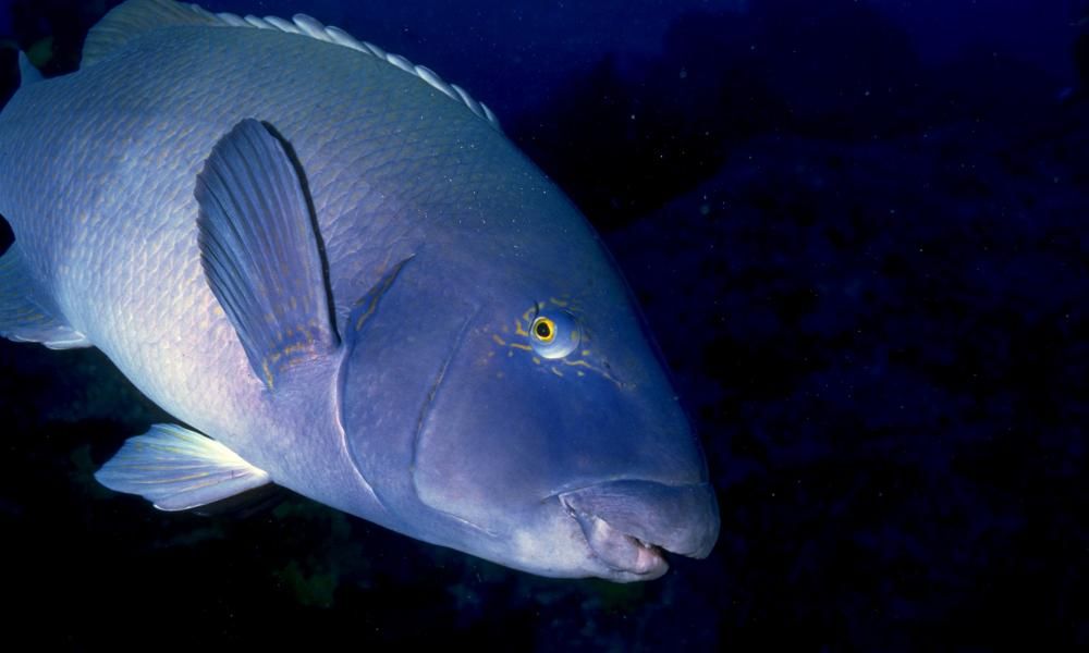 Any fishing of NSW’s beloved blue groper could lead to…