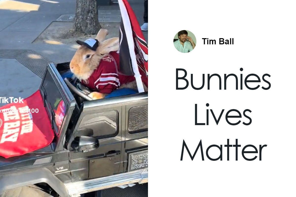 Giant 30-Pound Rescue Bunny Takes The Bay Area By…