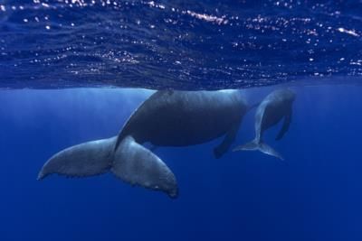 Whales' Specialized Voice Boxes Unveiled In New Study