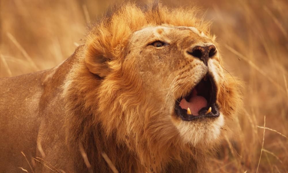 Secret World of Sound With David Attenborough review