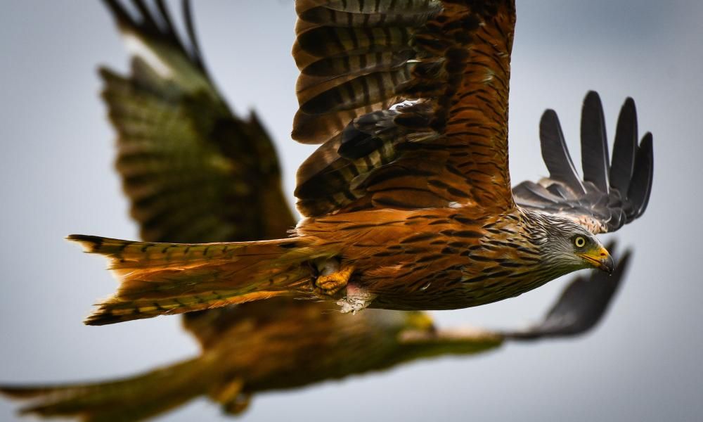 Poem of the week: Spring Equinox, 2021 by Gillian…