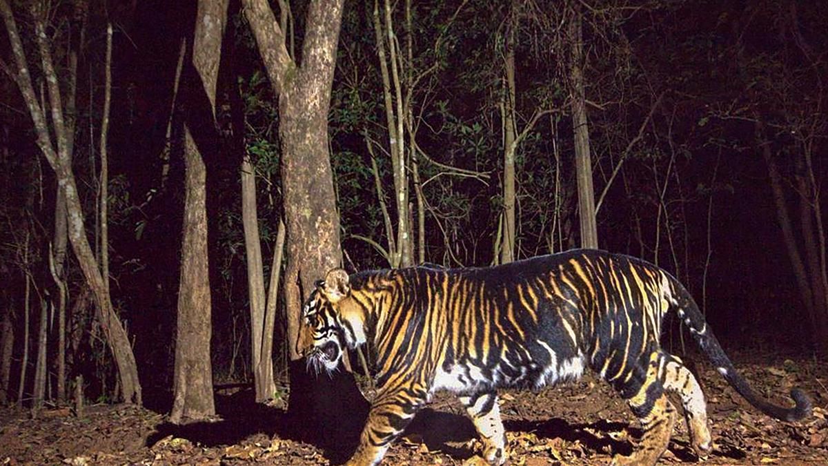 Odisha’s tiger estimation indicates presence of 30…