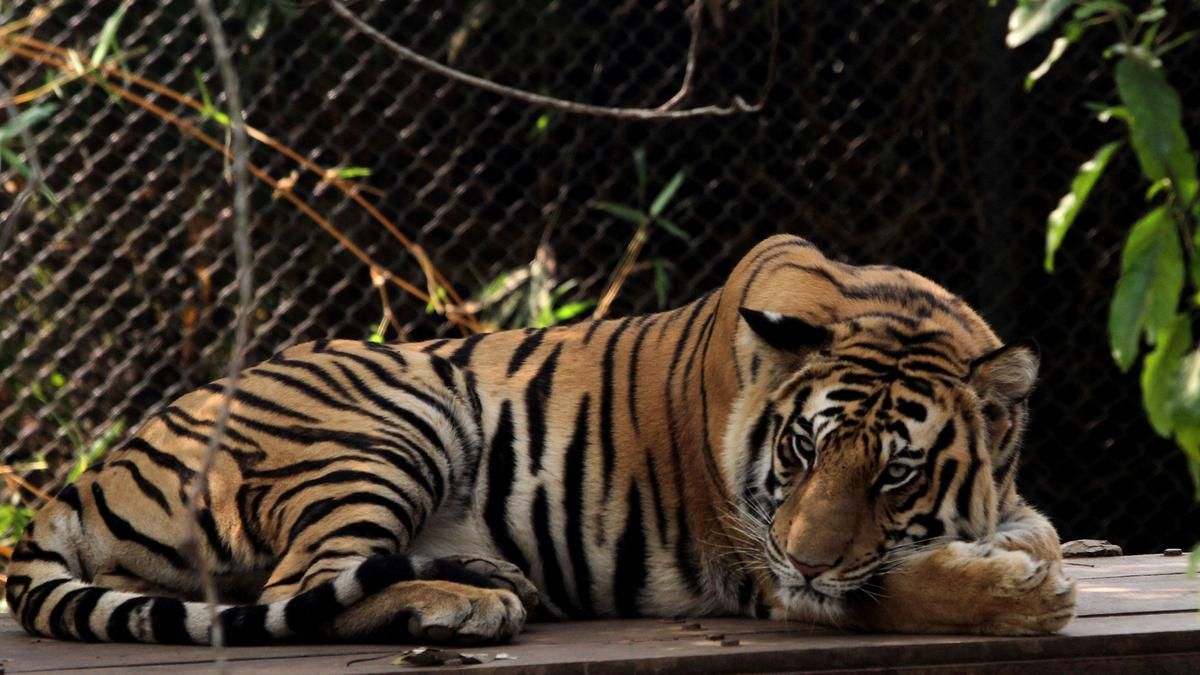 Odisha writes to NTCA for introduction of tigers in…