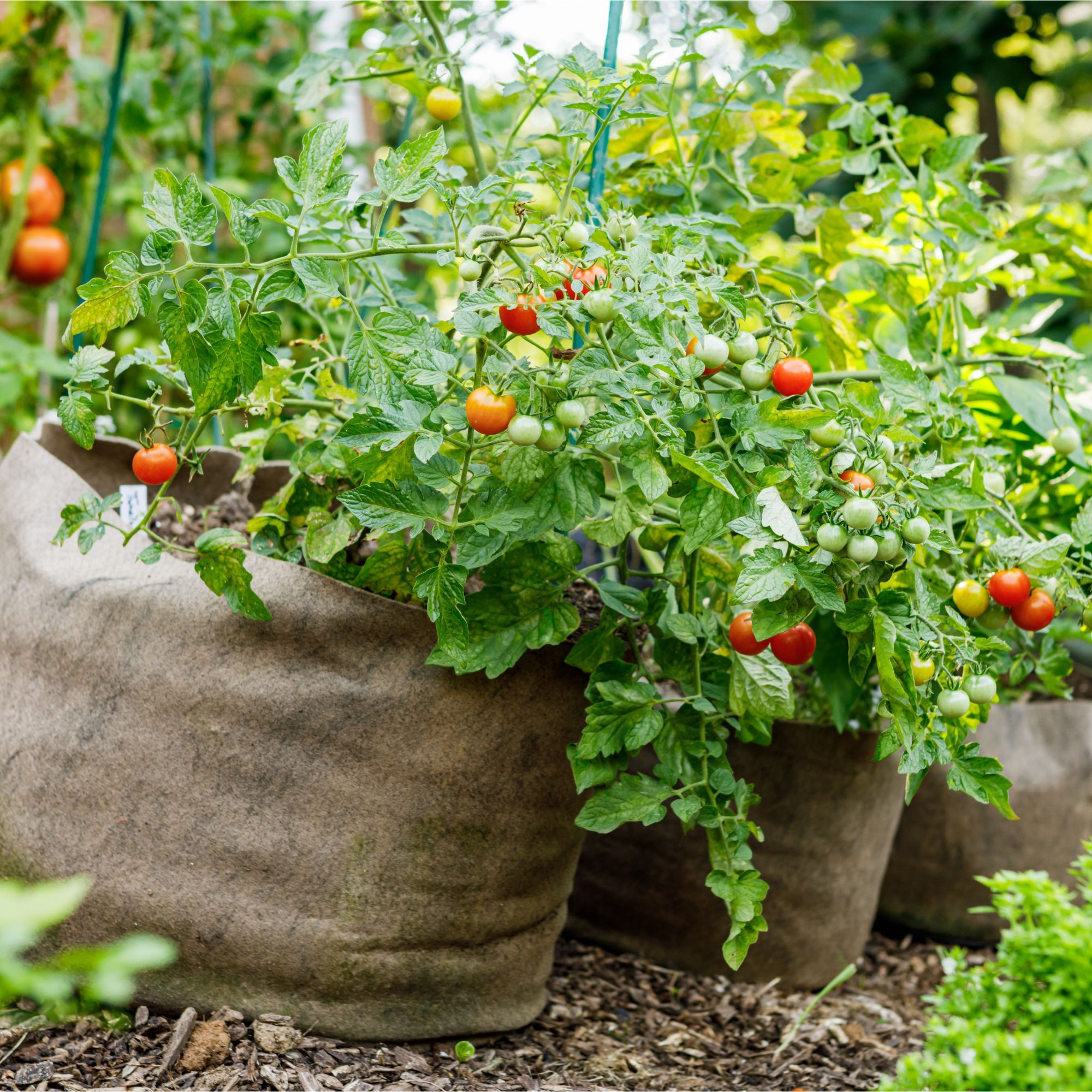 Growing tomatoes in grow bags is easy, so long as you…