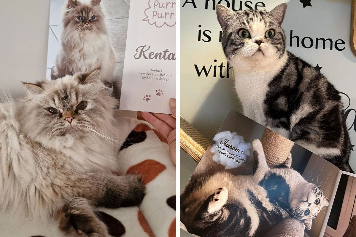This Year’s Worldwide Cat Photobook Winners, Showcased… This Year’s Worldwide Cat Photobook Winners, Showcased…