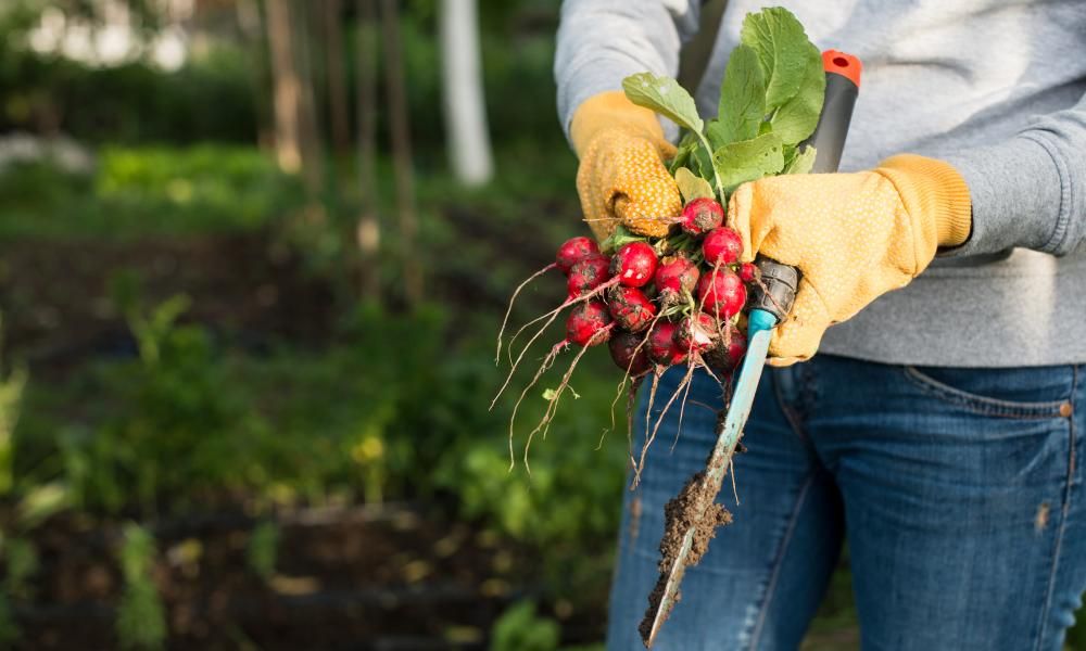 Want to grow your own crops? Start by learning from…
