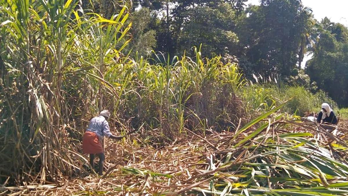 Farmers collective all set to revive upper Kuttanad’s…