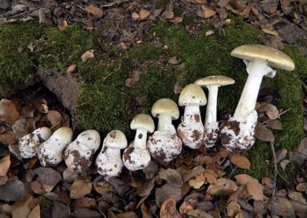 Oliver Carlin Unlocks The Potential Of The Mushroom…