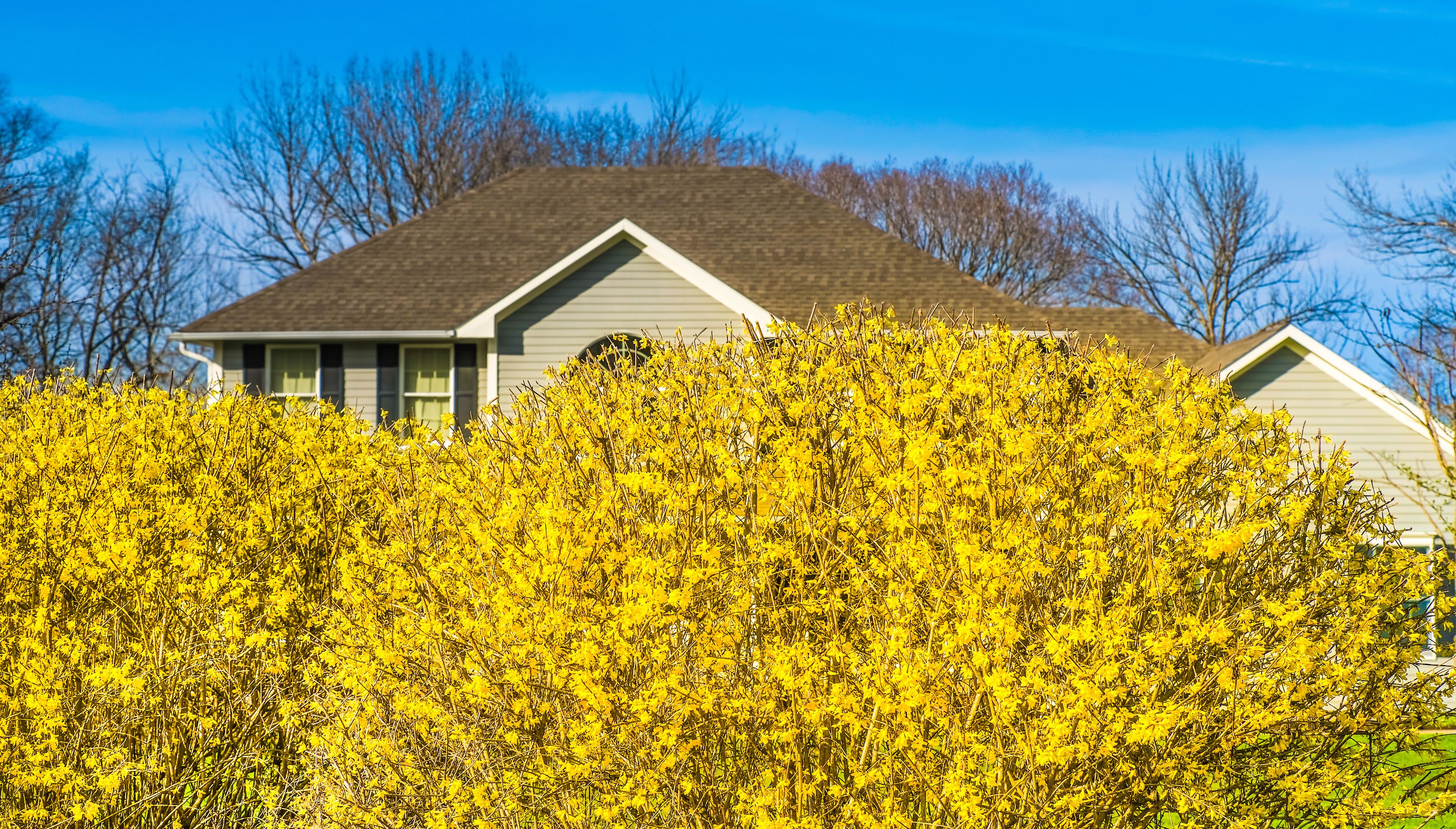 6 "Living" Privacy Fences That Stop Your Yard Feeling…