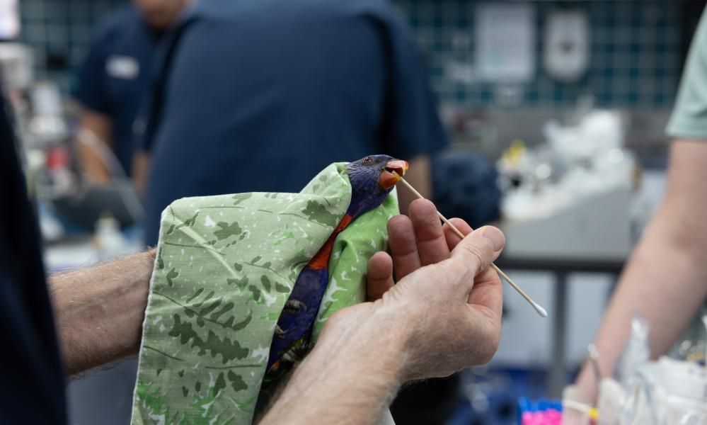 What’s paralysing thousands of rainbow lorikeets?…