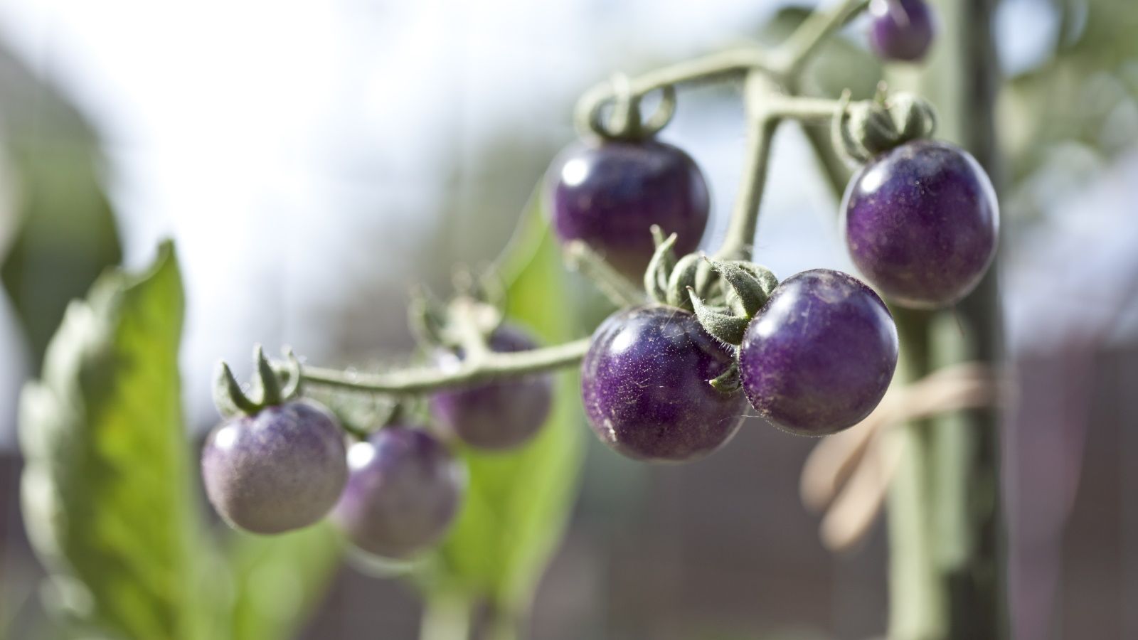 Scientists make purple tomatoes available to US home…