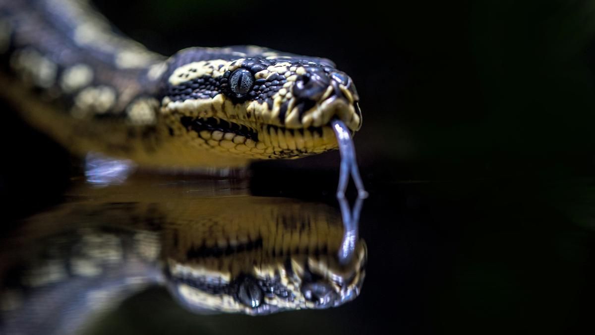 In snake genes, study finds they evolved 3x faster…