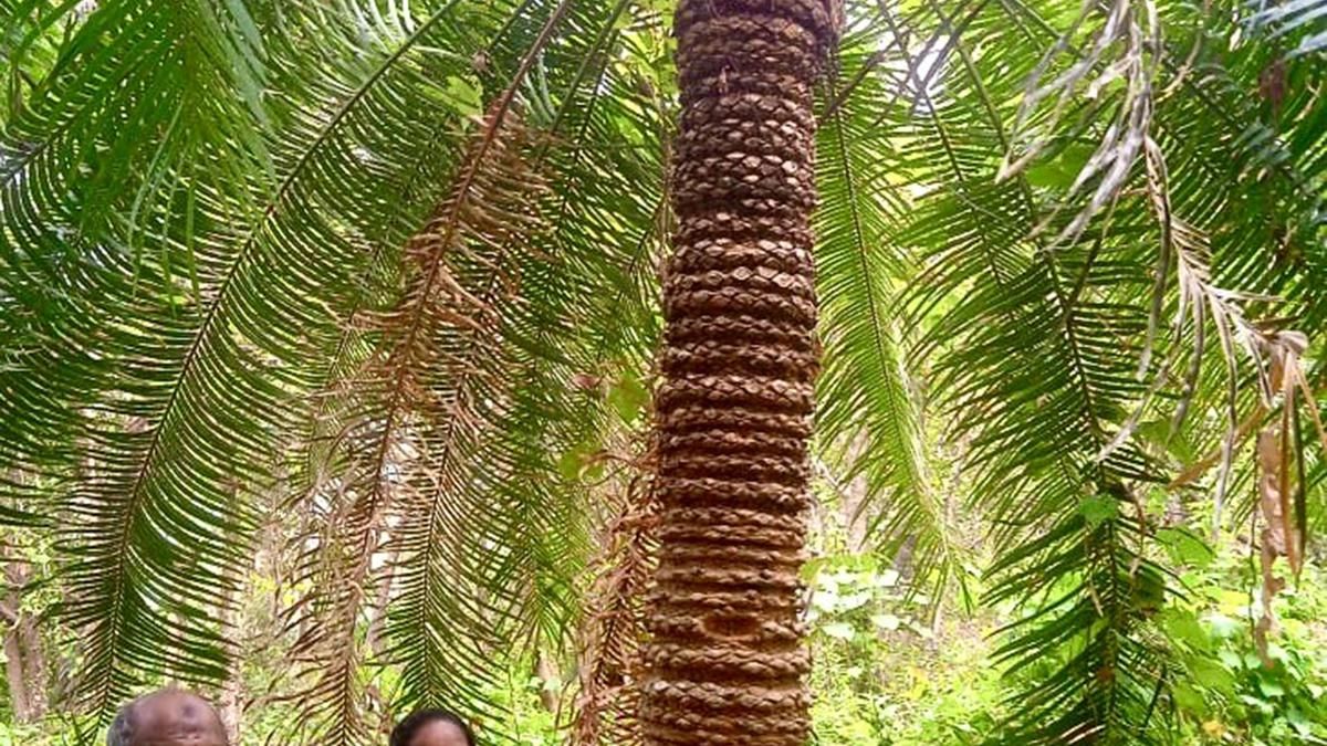 Rare tree fights a losing battle in north Kerala