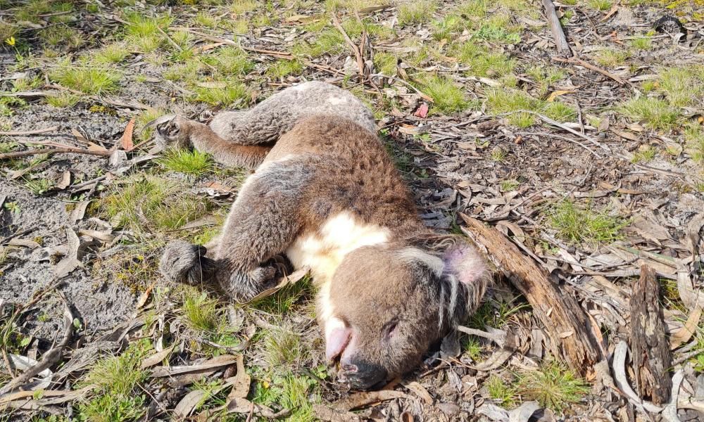 Dozens of koalas allegedly killed or injured during…