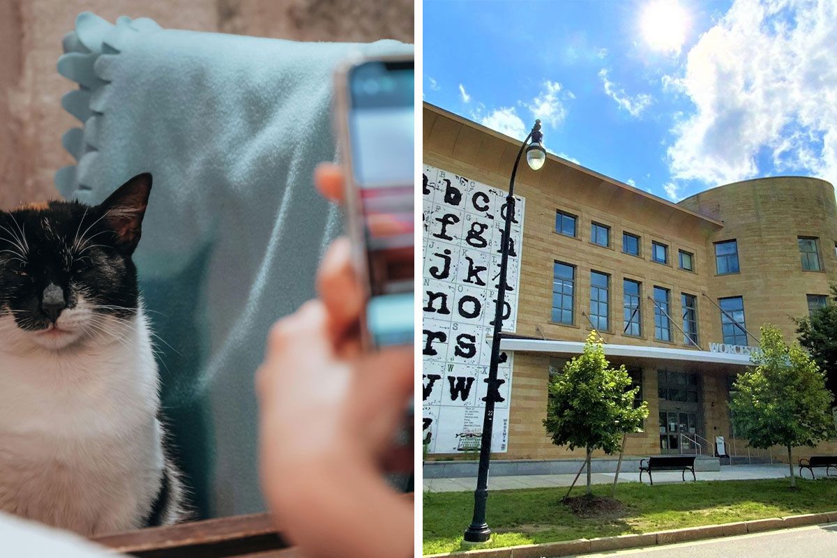 Library Lets People Trade Cat Pics For The Clearing Of…