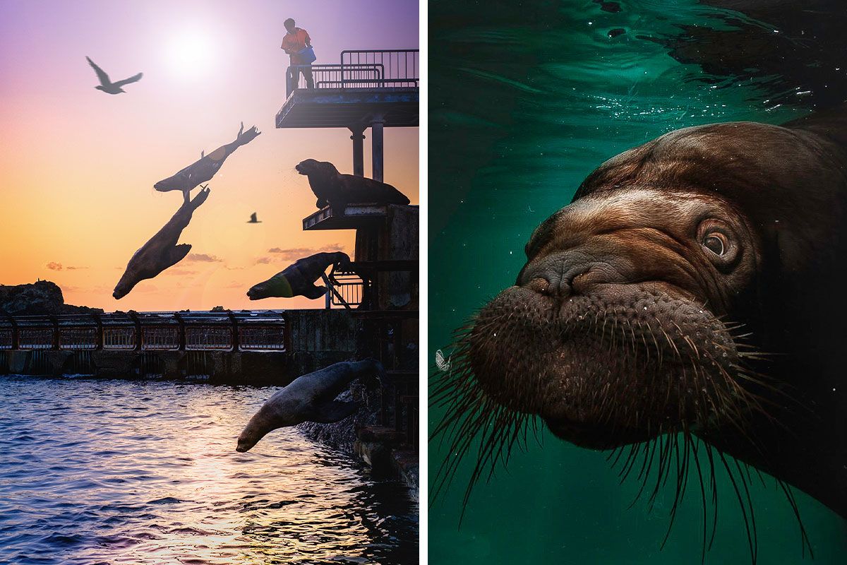 I’m An Animal Photographer, And Here Are The 20 New…
