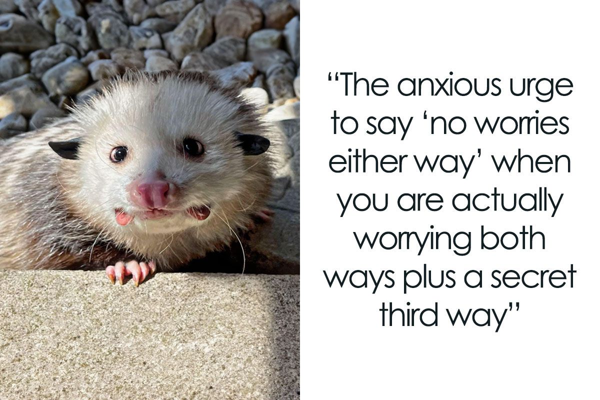 50 Times Animals Were The Perfect Meme Format, As…