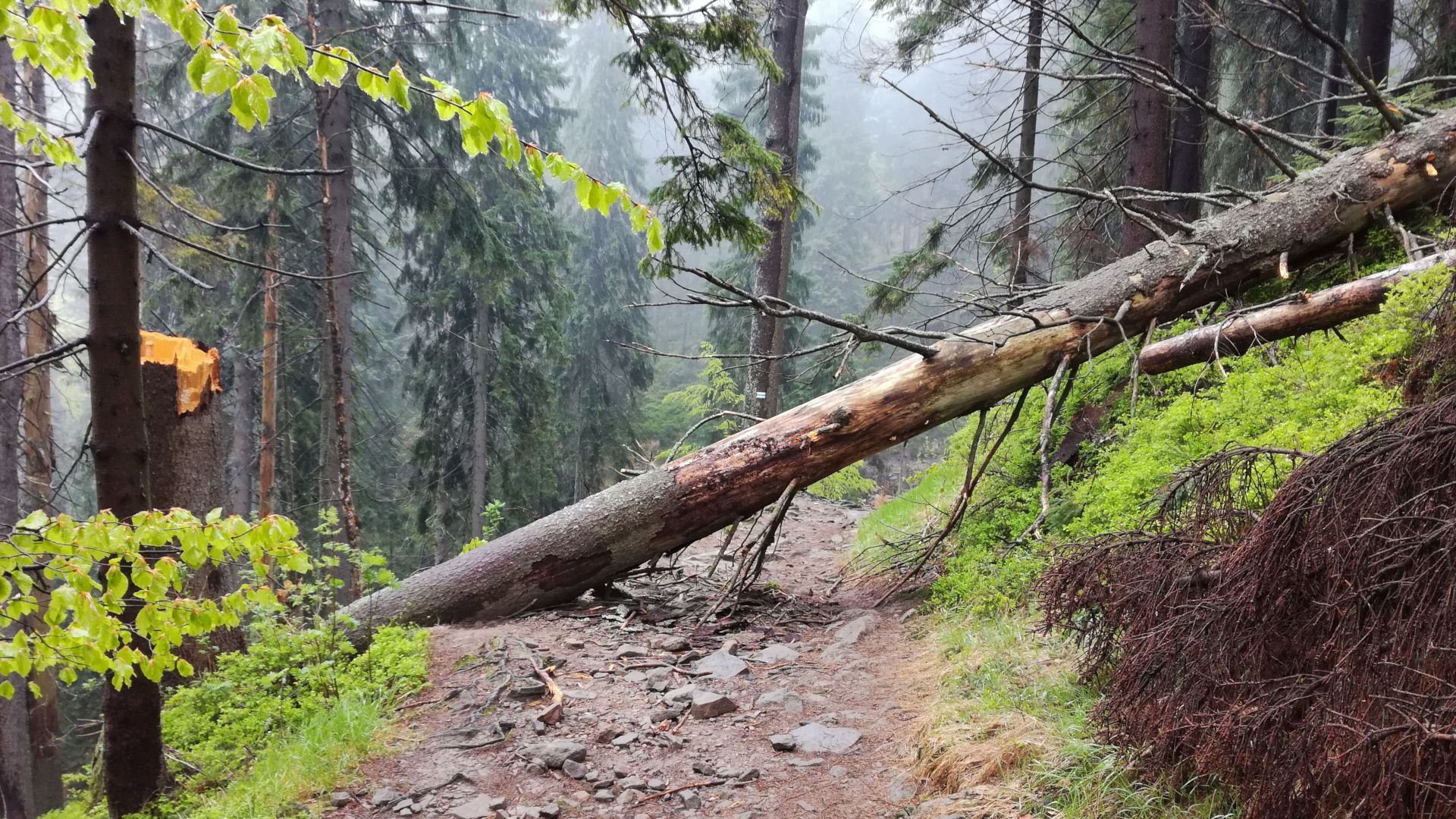 Hiker killed by falling tree on popular Washington…