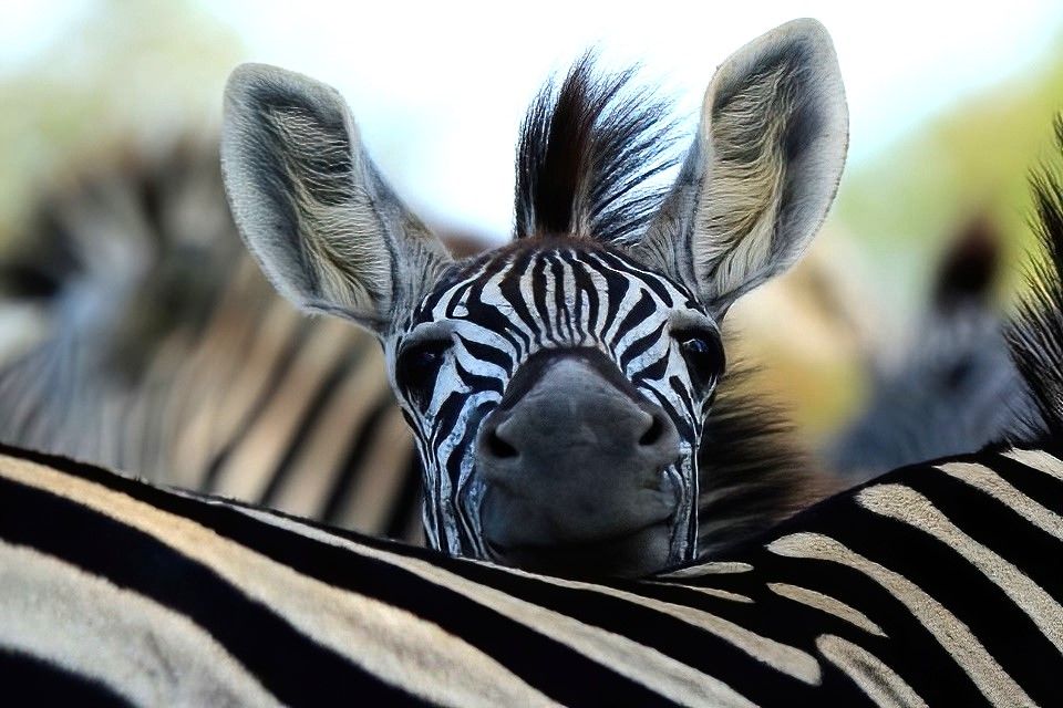 Photos: Golf TV commentator Tony Johnstone shares his…