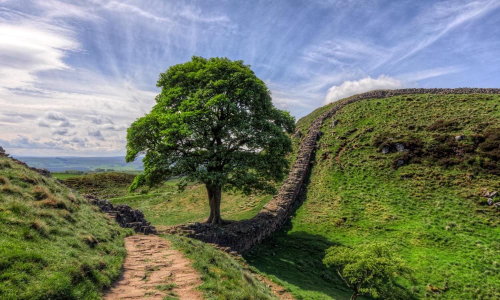 Seedlings from felled Sycamore Gap tree have sprouted,…