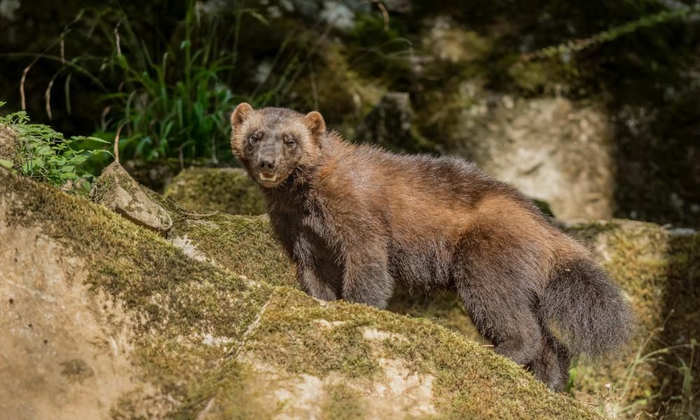 Colorado could bring back wolverines in an…