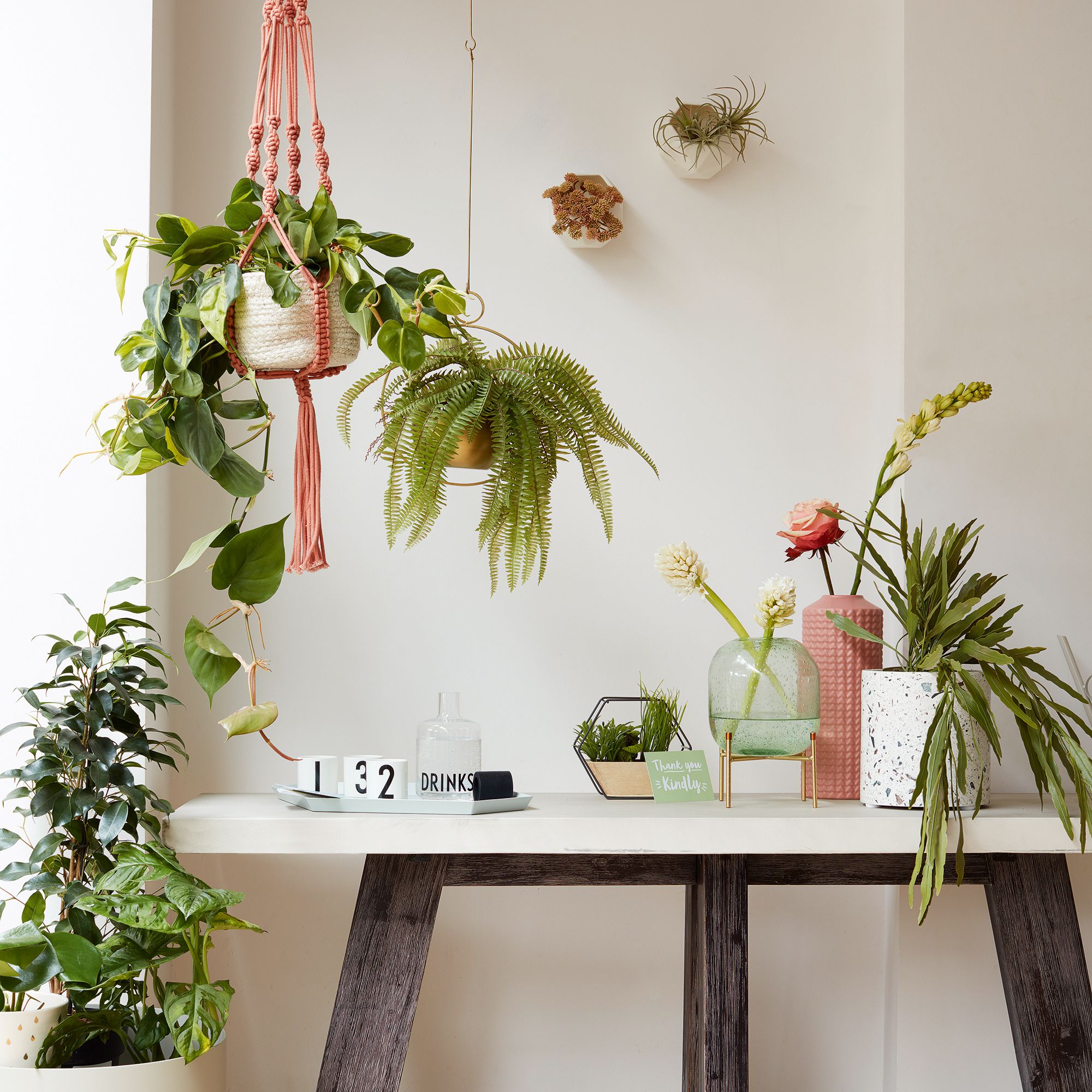 8 houseplants that reduce stress - the best flora and…