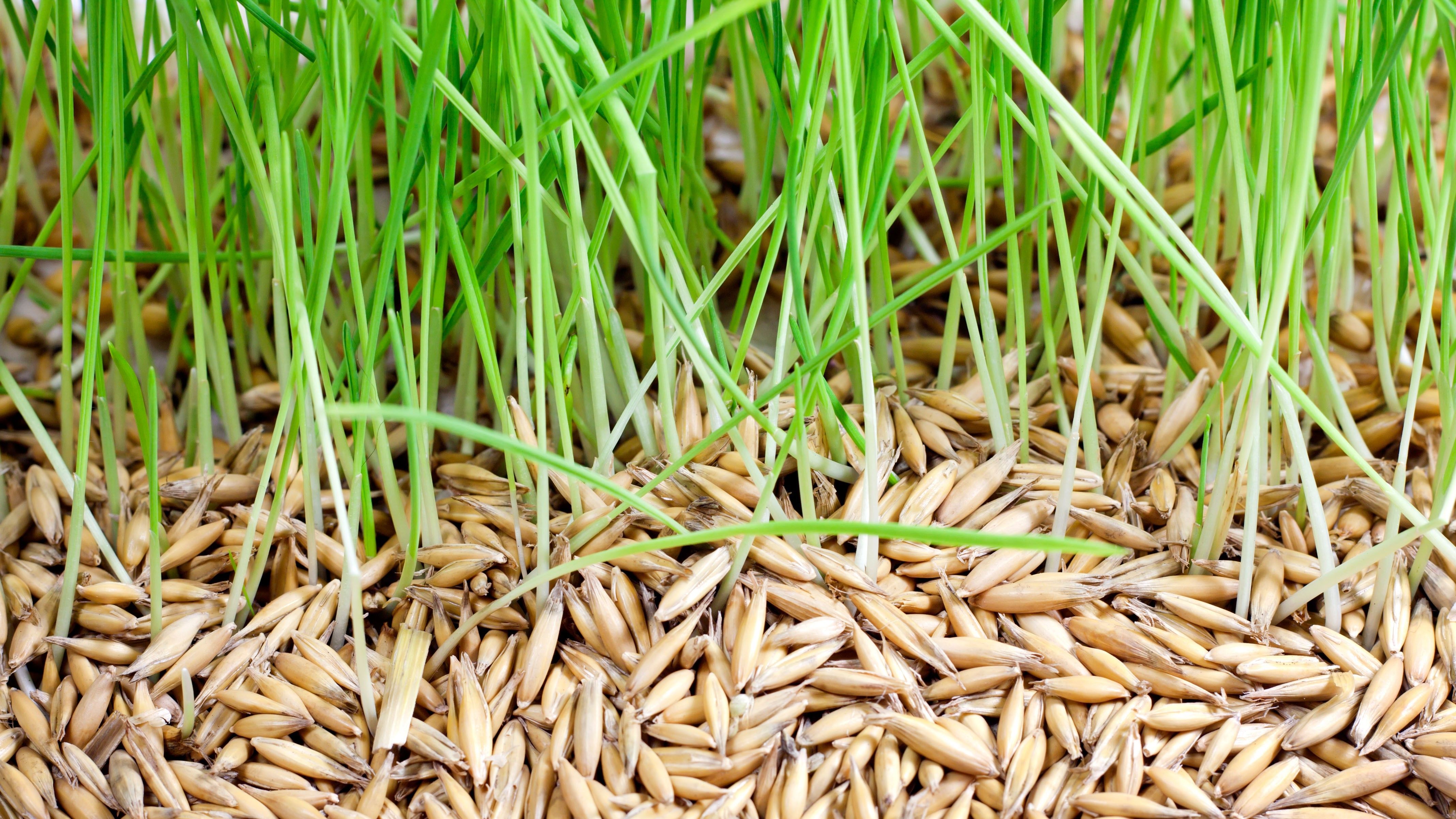 How long does it take grass seed to grow?