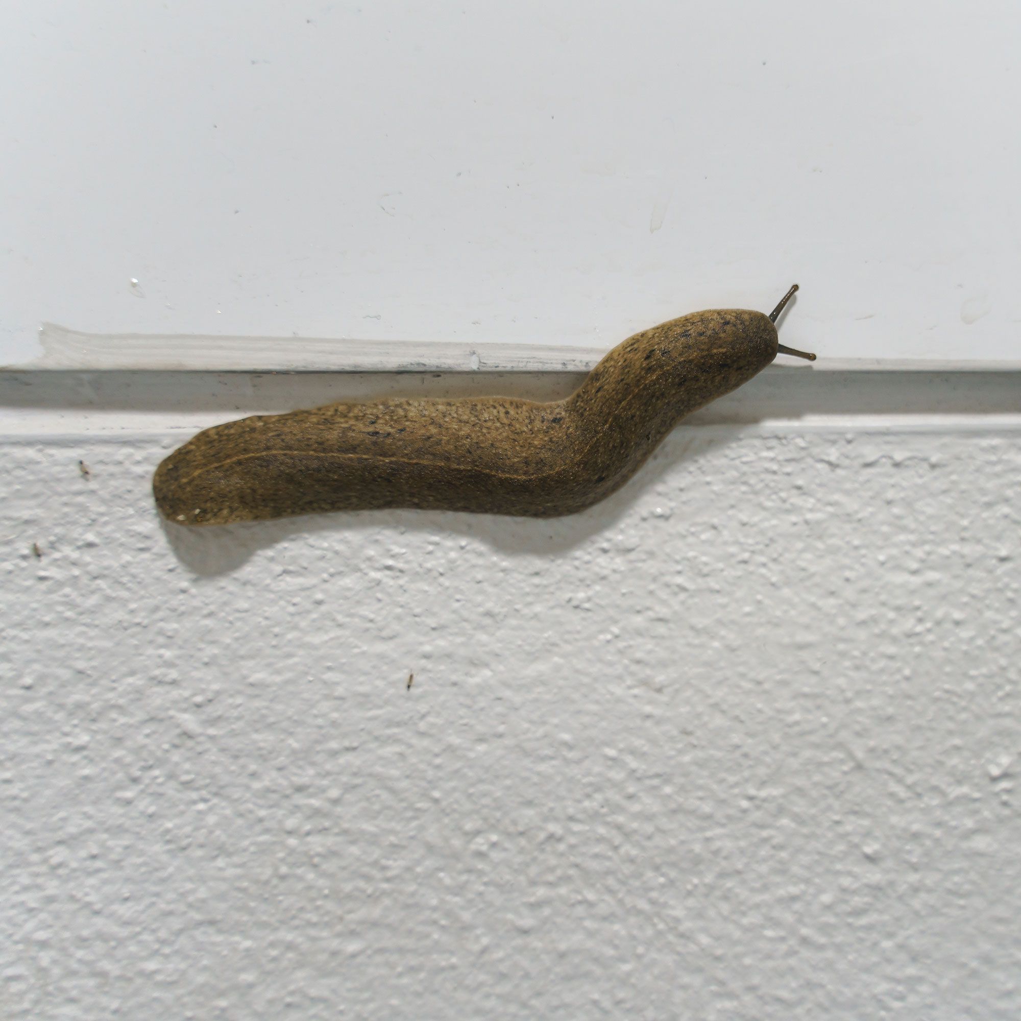 What is slug tape? And how to use it to keep slugs out…