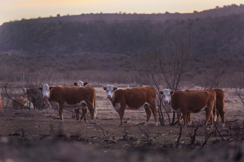 Texas wildfire puts spotlight on cattle ranchers and…
