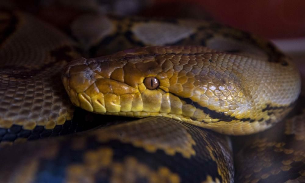 Let them eat snake: why python meat could soon be on…